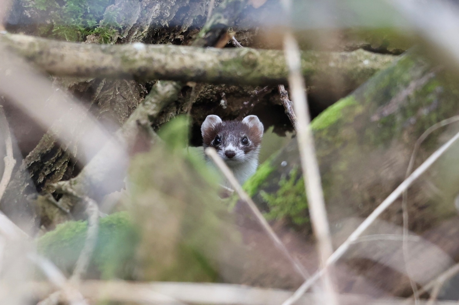 Vincent Wildlife Trust | Stoat
