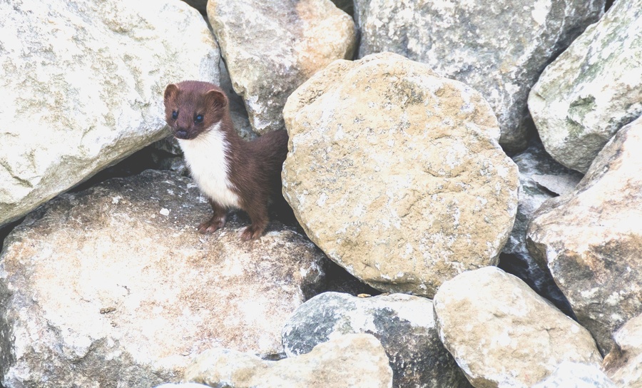 Vincent Wildlife Trust | Stoat