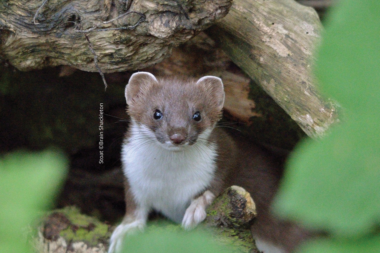 Vincent Wildlife Trust | Stoat