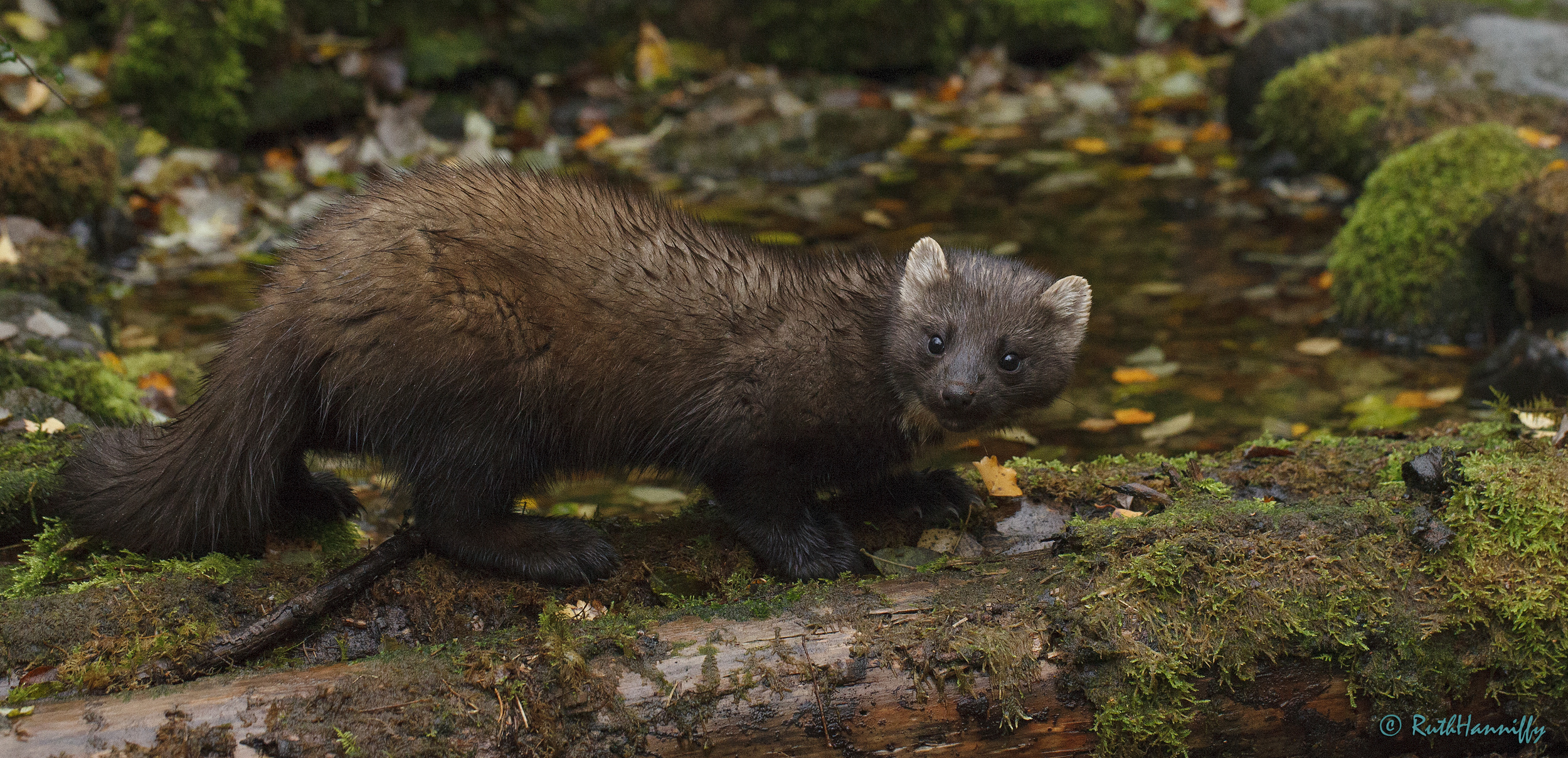 Vincent Wildlife Trust Ireland | Pine marten