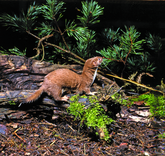 Vincent Wildlife Trust | Weasel