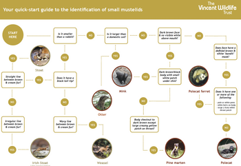 Vincent Wildlife Trust | Weasel