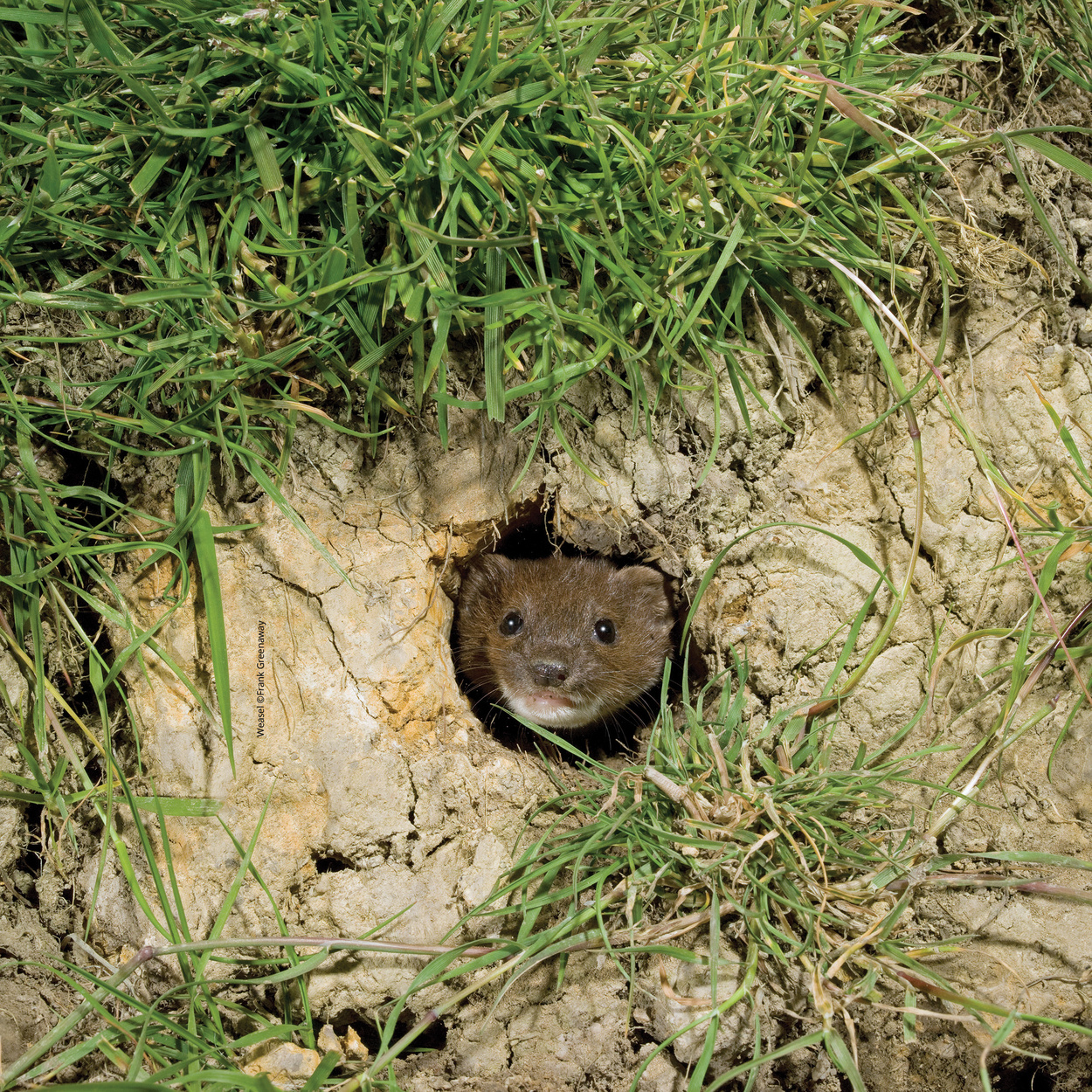 Vincent Wildlife Trust | Weasel