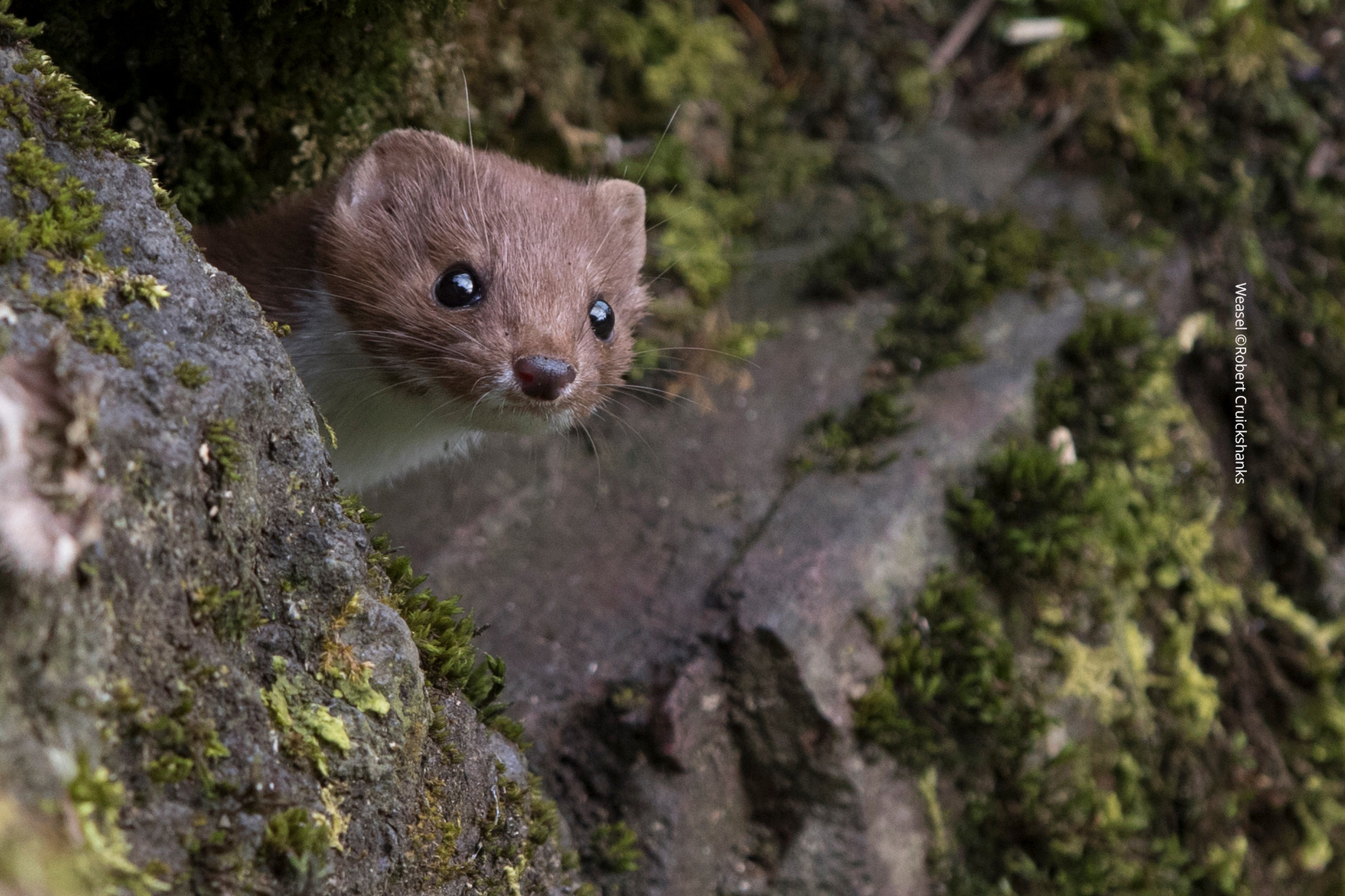Vincent Wildlife Trust | Weasel