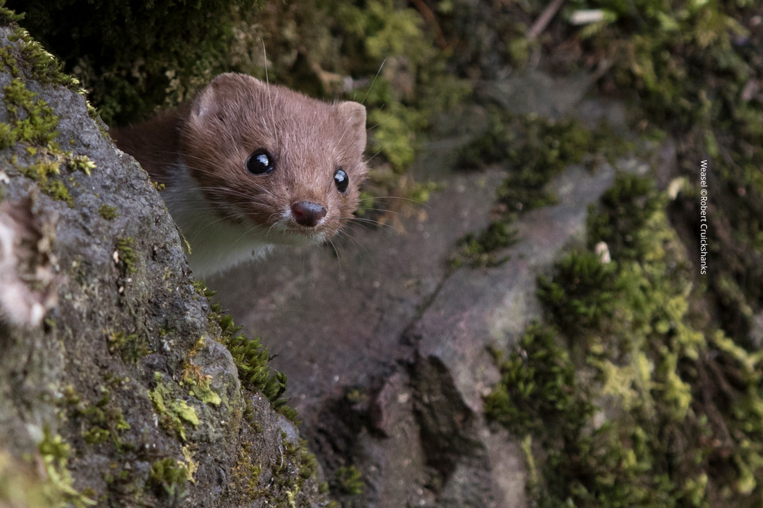 Vincent Wildlife Trust | Weasel