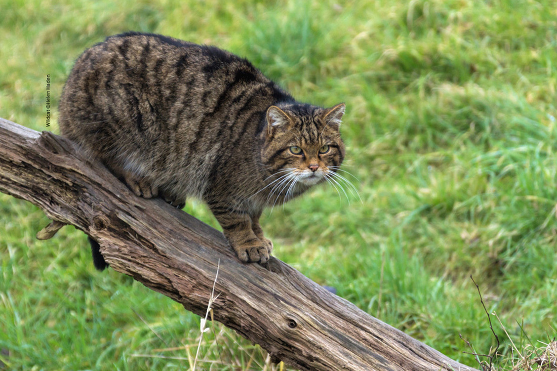 Vincent Wildlife Trust | Wildcat