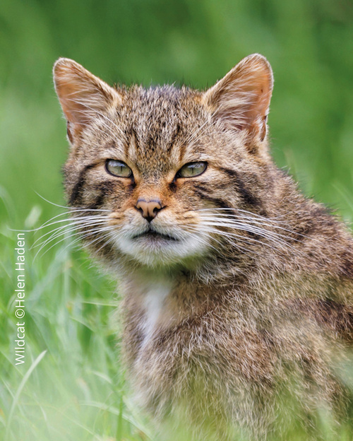 Vincent Wildlife Trust | Wildcat