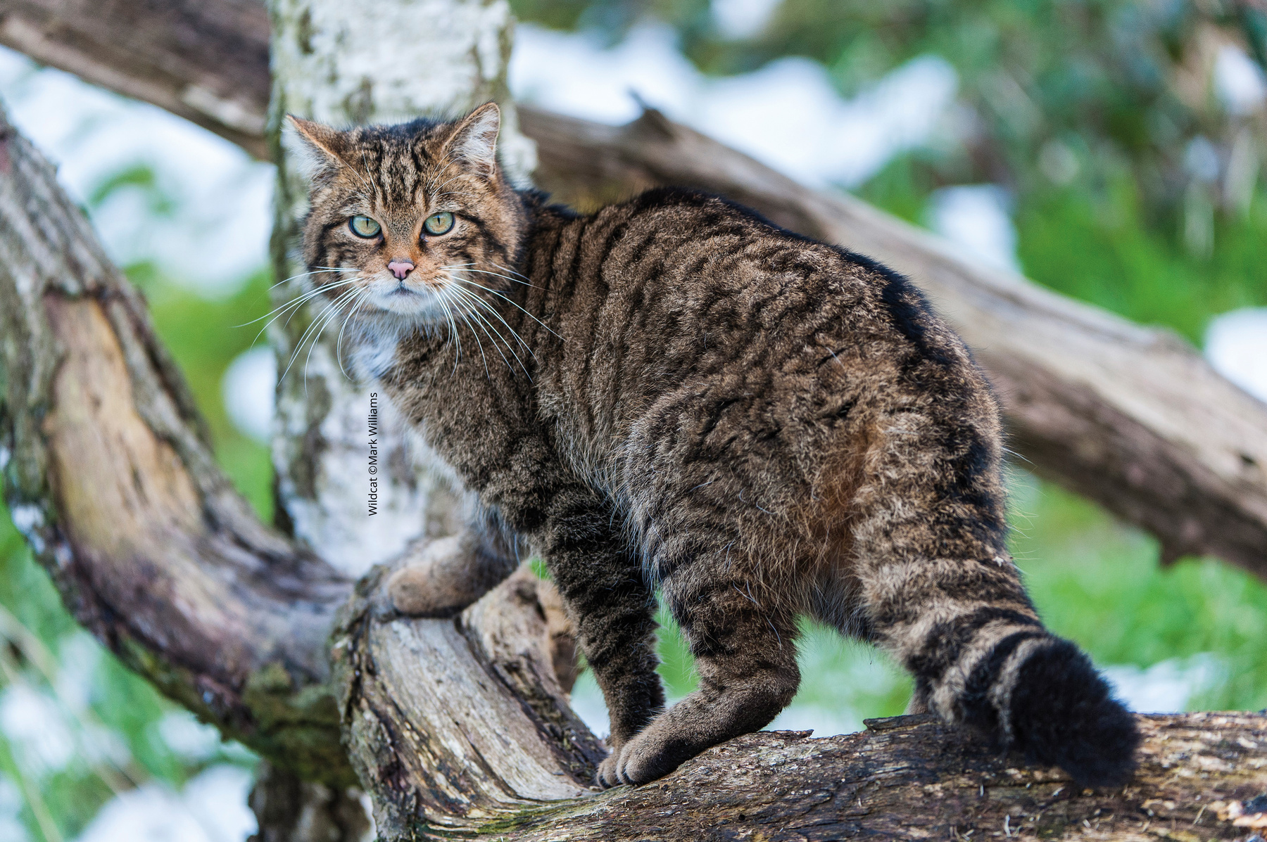 Vincent Wildlife Trust | Wildcat Project