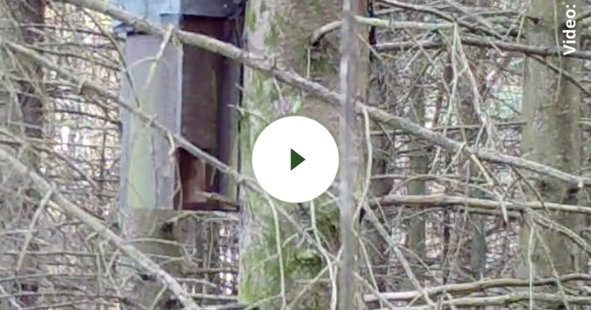 Vincent Wildlife Trust | Installing pine marten den boxes