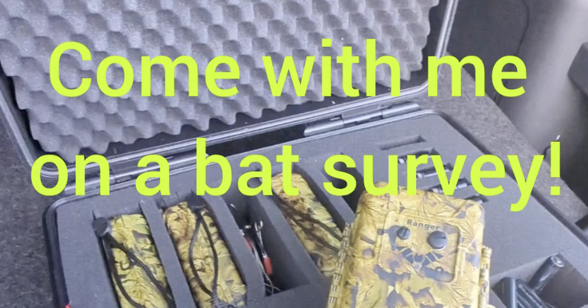 Vincent Wildlife Trust | Setting up an acoustic bat detector