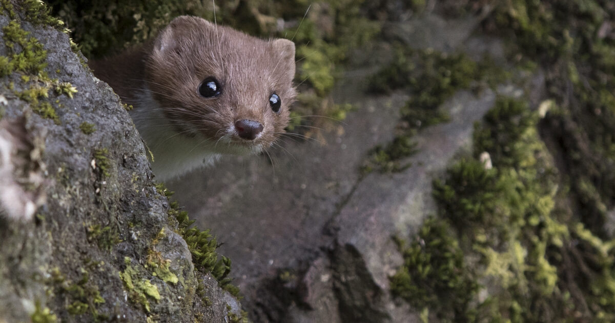 Vincent Wildlife Trust | Mustelids, Mostelas…and lots of…