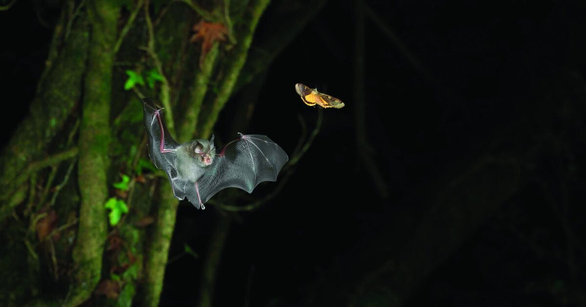 Vincent Wildlife Trust | Ireland's first virtual bat walk