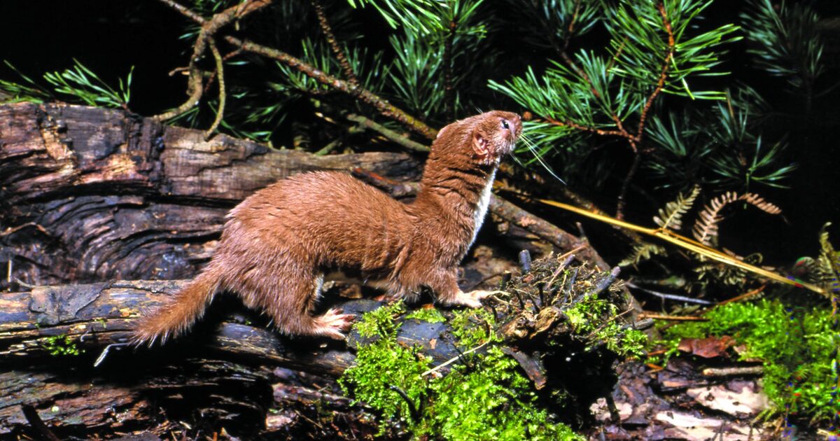 Vincent Wildlife Trust | Building up a picture of weasels…
