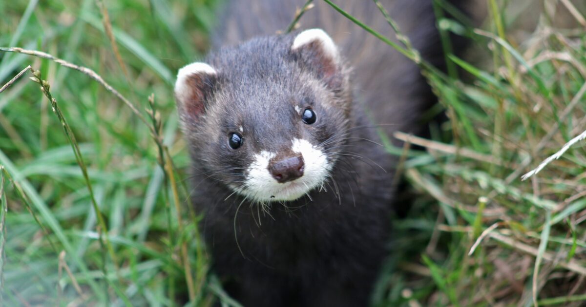 Vincent Wildlife Trust | Polecats in the News