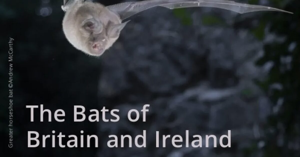Vincent Wildlife Trust | The Bats of Britain and Ireland…