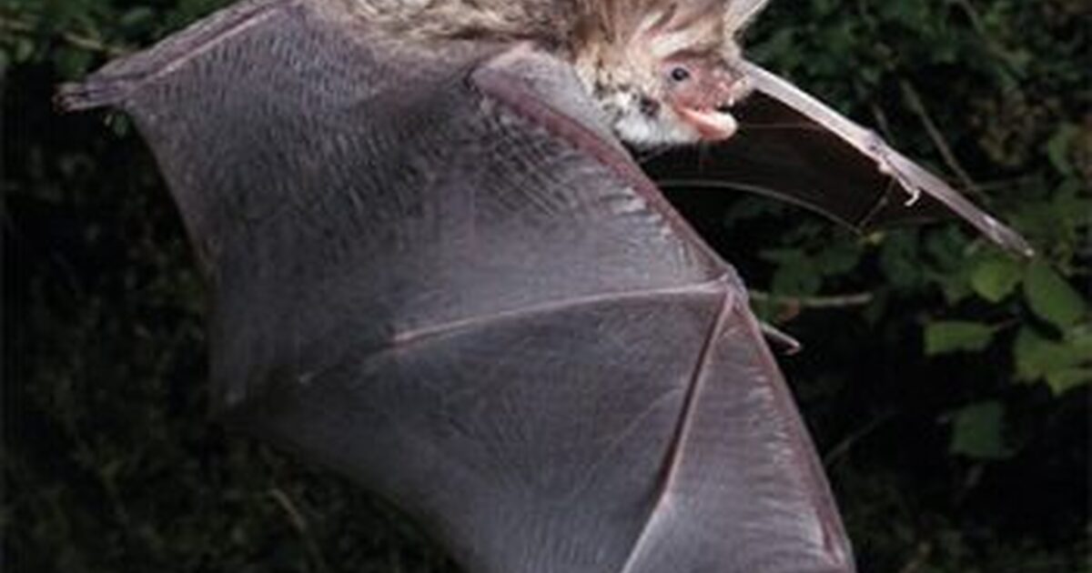 Vincent Wildlife Trust | New edition of The Bats of Britain…