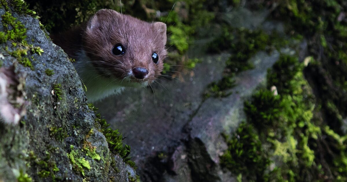 Vincent Wildlife Trust | In search of stoats and weasels