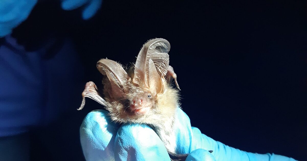 Vincent Wildlife Trust Ireland | Counting bats helped with…