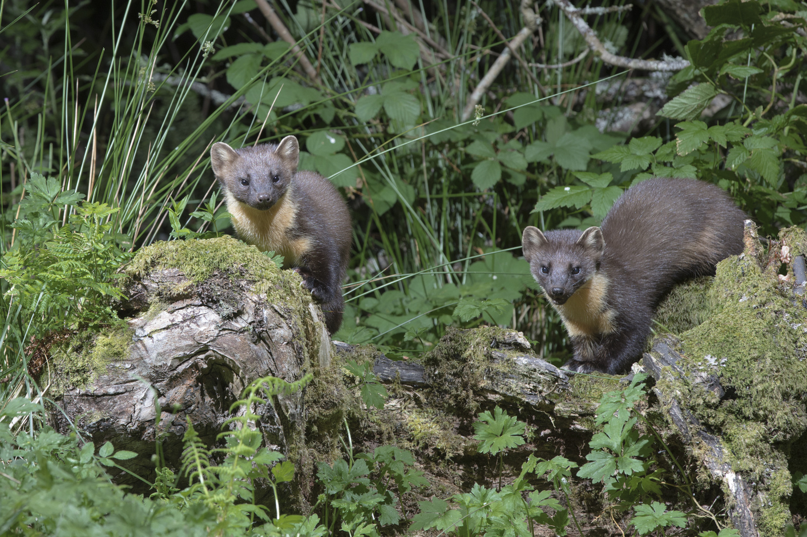 Vincent Wildlife Trust | New long-term strategic recovery…